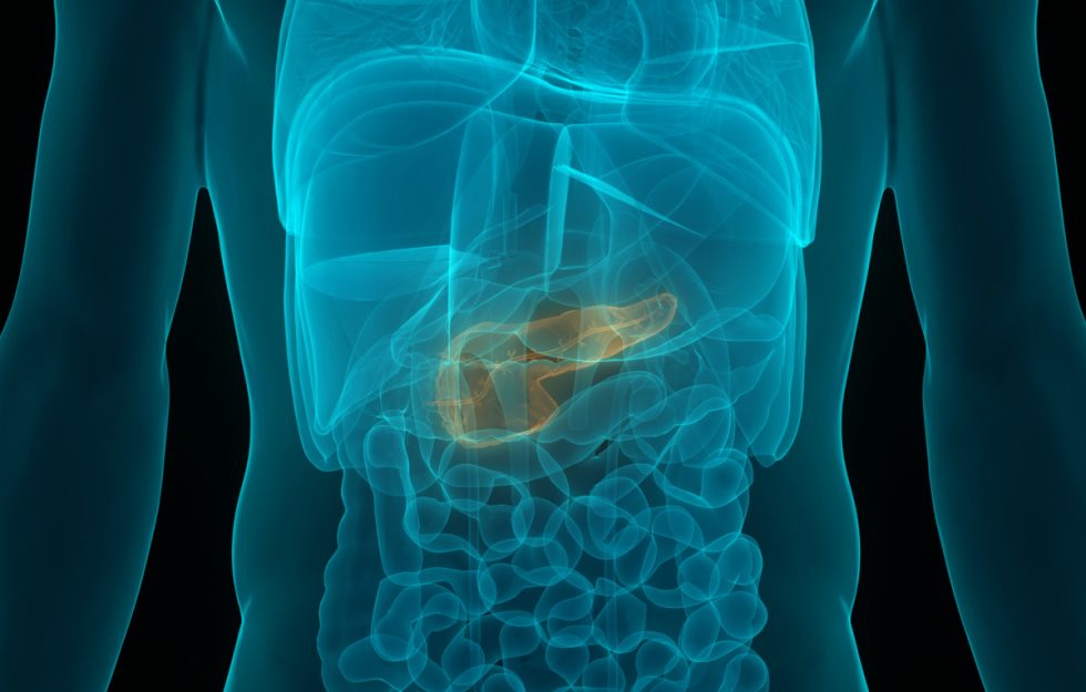 Can a Pancreas Regenerate: Understanding a Unique Organ - Arizona ...